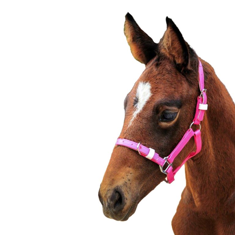 PVC Halters - Equest Pro